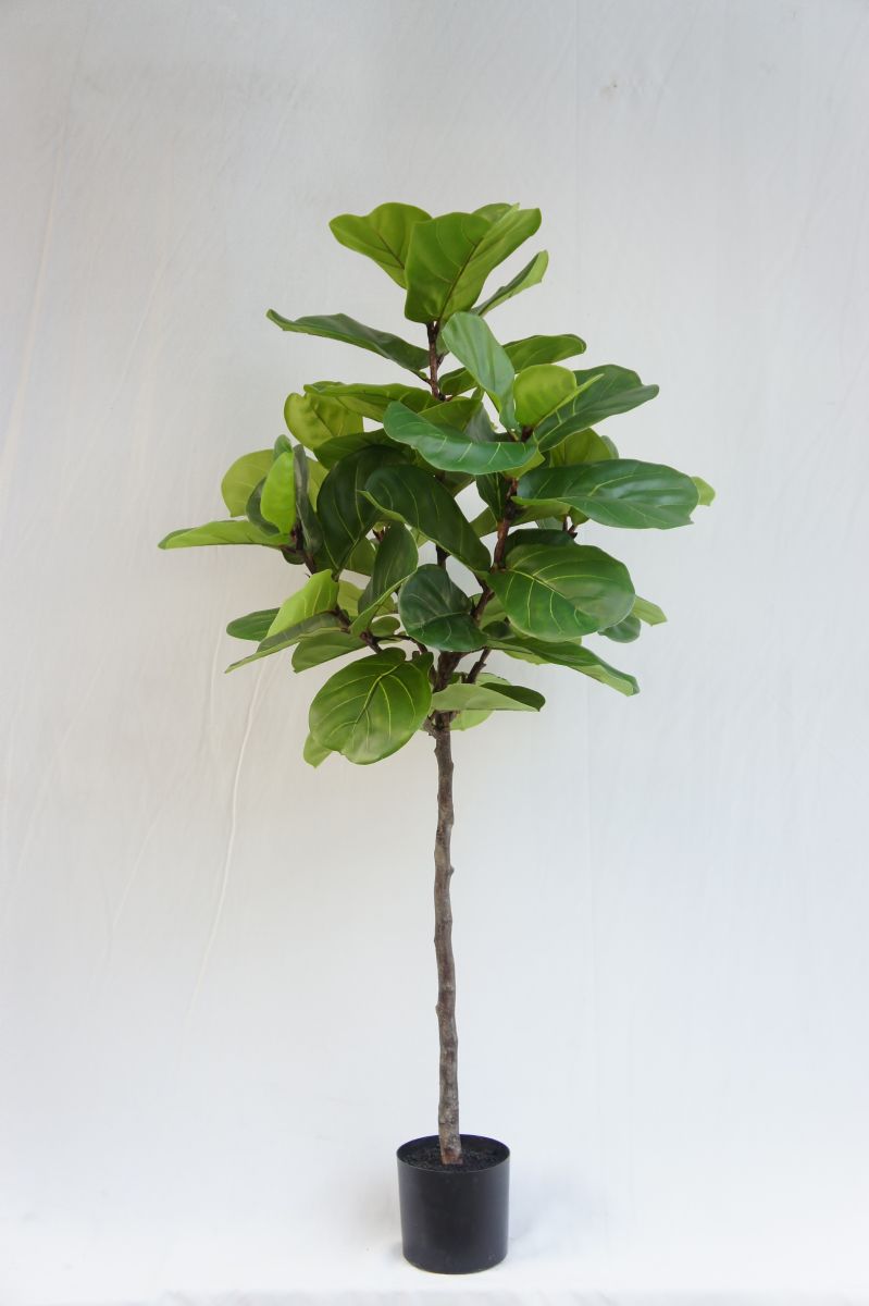 Artificial Plastic Ficus Lyrata, 150 CM - Sharetrade